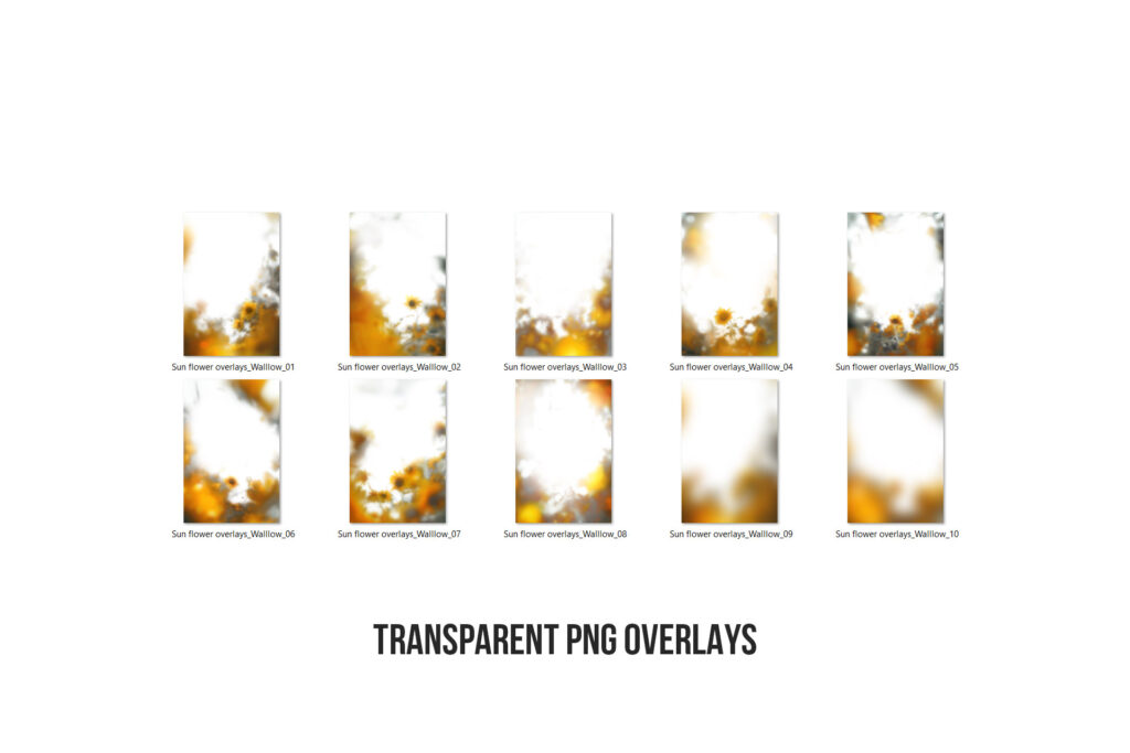 Free 10 sunflower foreground focus out transparent PNG floral overlays ...