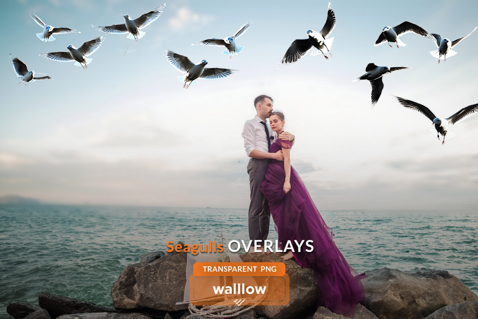 Seagull Photo Overlays Transparent PNG | Realistic Ocean & Beach Bird ...