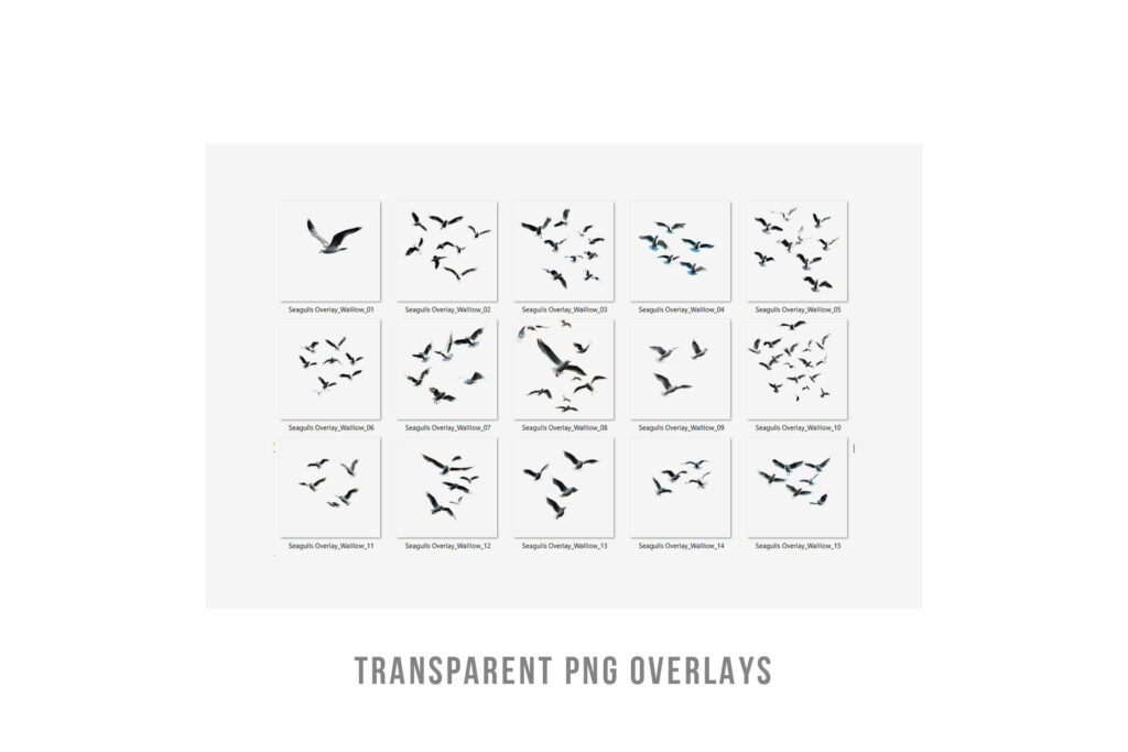 Seagull Photo Overlays Transparent PNG | Realistic Ocean & Beach Bird ...