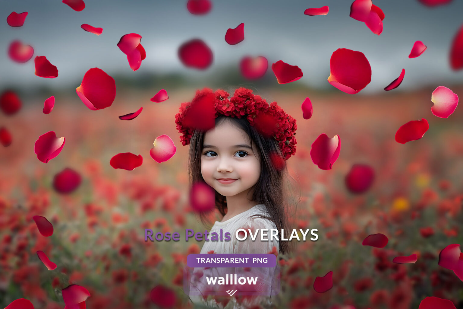Falling Rose Petals Transparent PNG Overlays Romantic Wedding Photo ...