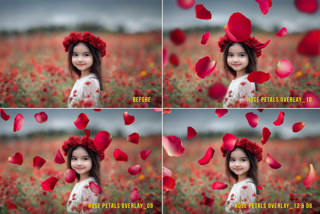 Falling Rose Petals Transparent PNG Overlays Romantic Wedding Photo ...